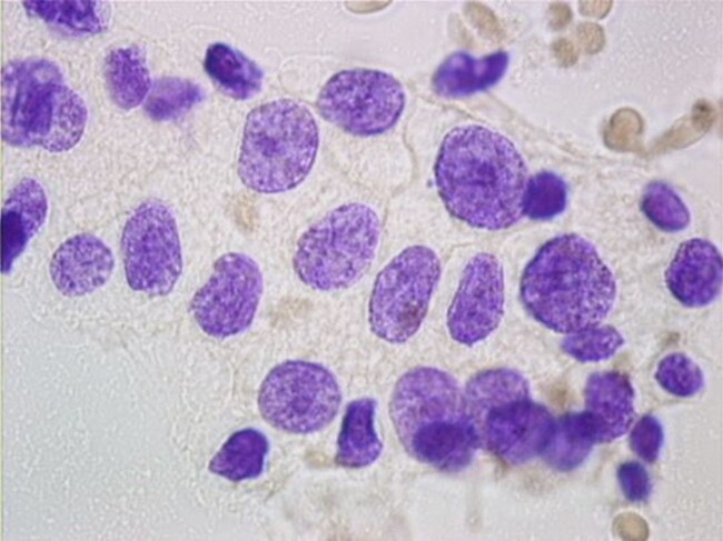 MilliporeSigma DNA Staining Kit (Feulgen) DNA Staining Kit (Feulgen):Biochemical | Fisher Scientific